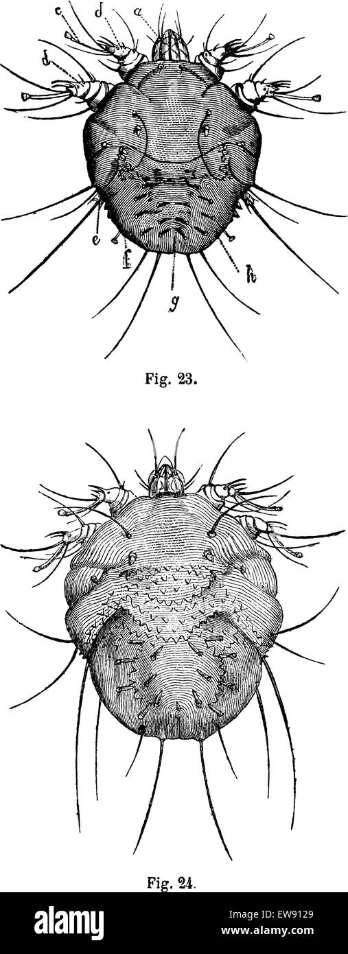 24 pairs Stock Vector Images - Alamy
