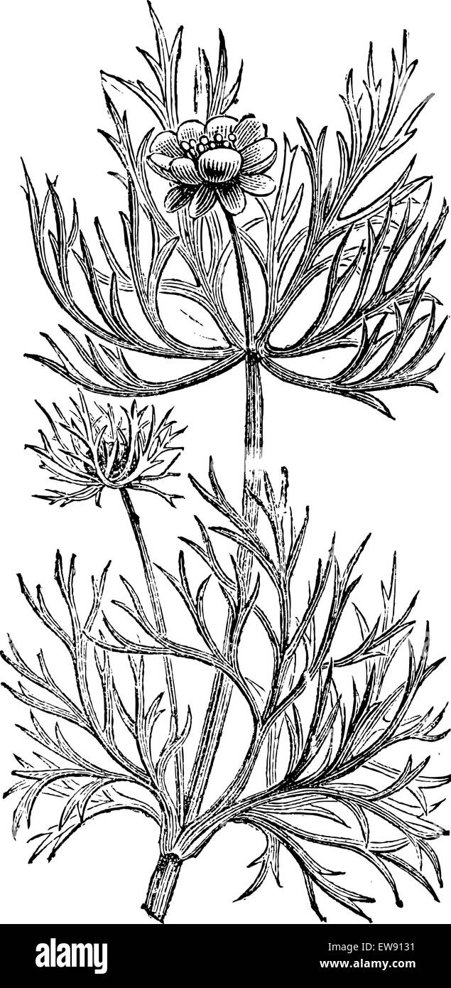 Adonis flower Stock Vector Images - Alamy