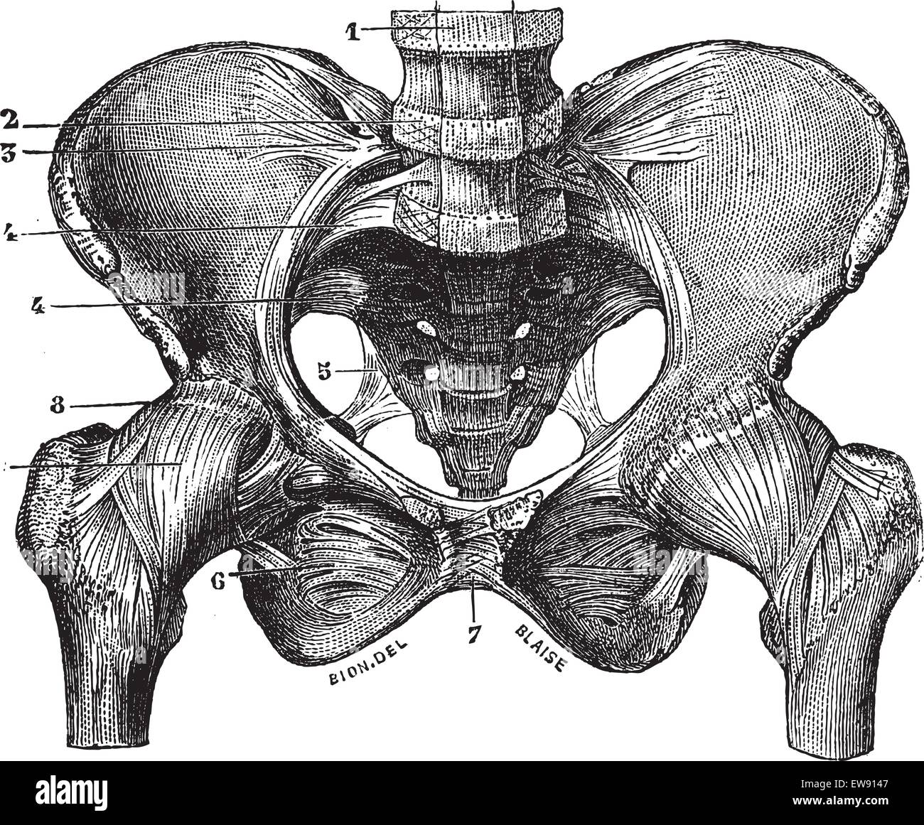 Pubic Symphysis Ligaments