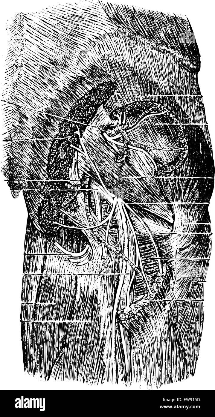 Buttock muscles hi-res stock photography and images - Alamy