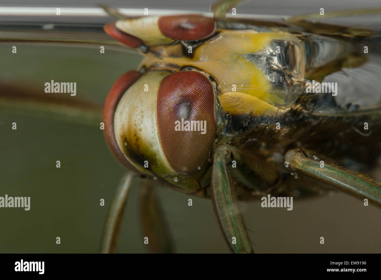 Common backswimmer Notonecta glauca close up Stock Photo - Alamy