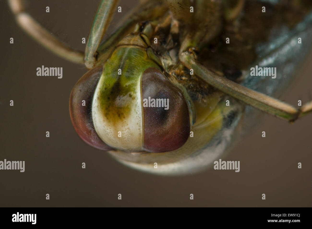 Common backswimmer Notonecta glauca close up Stock Photo: 84406578 - Alamy