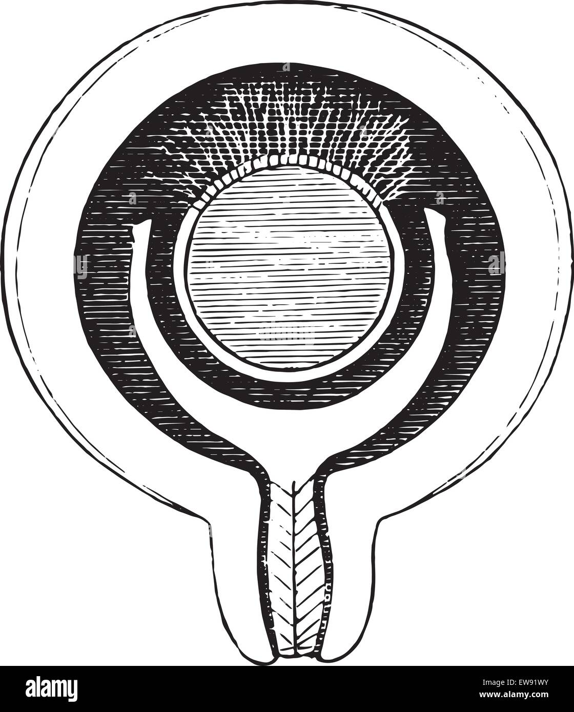 Decidua vector vectors hi-res stock photography and images - Alamy