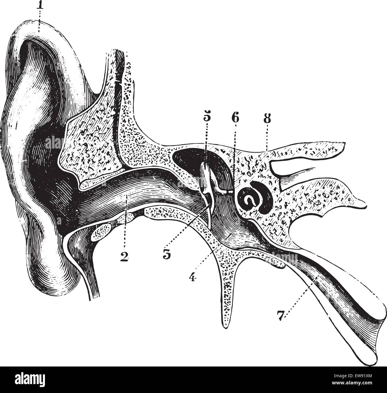 Ossicle ear Stock Vector Images - Alamy