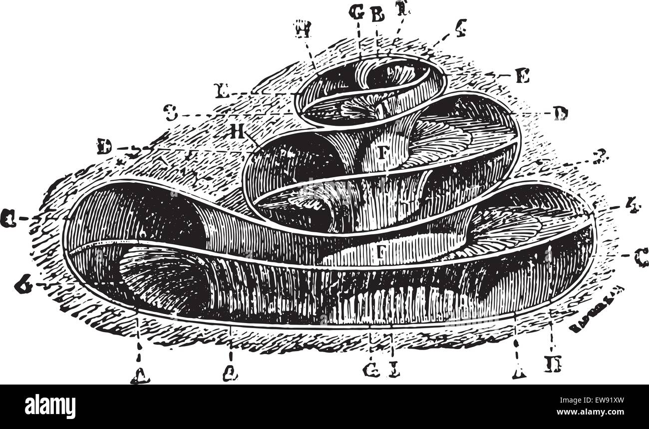 Limacon (cup limacon showing his arms.), vintage engraved illustration ...