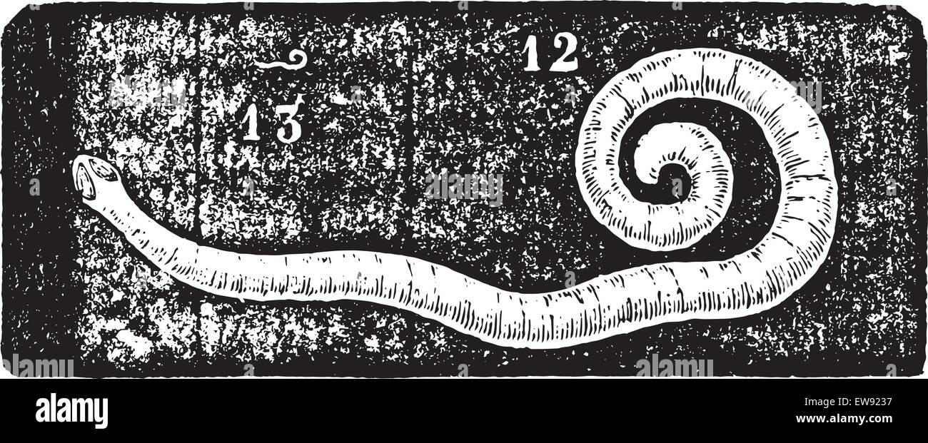 Pinworm hi-res stock photography and images - Alamy