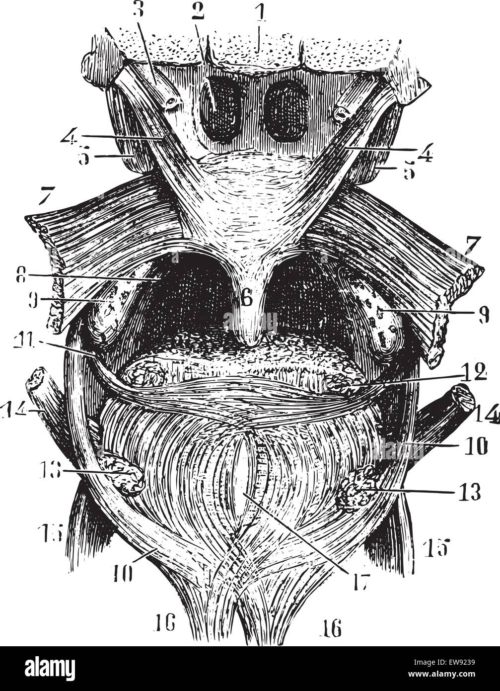 Transverse portion of the tongue, the back of the throat, vintage ...