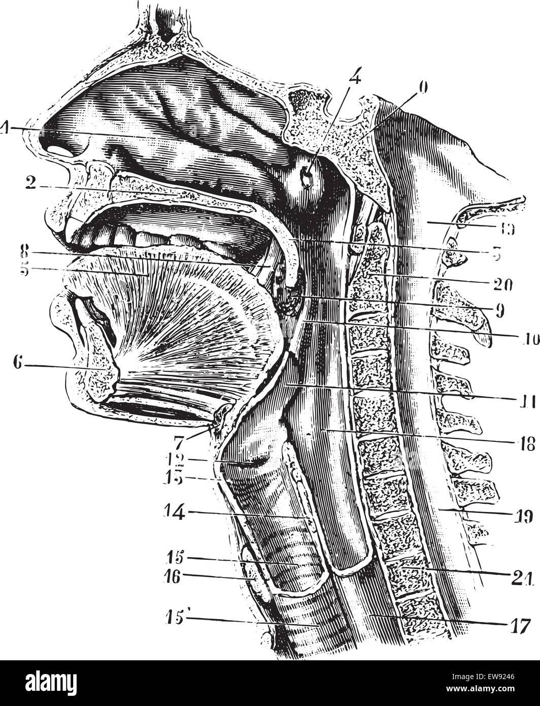 Velum Stock Vector Images - Alamy