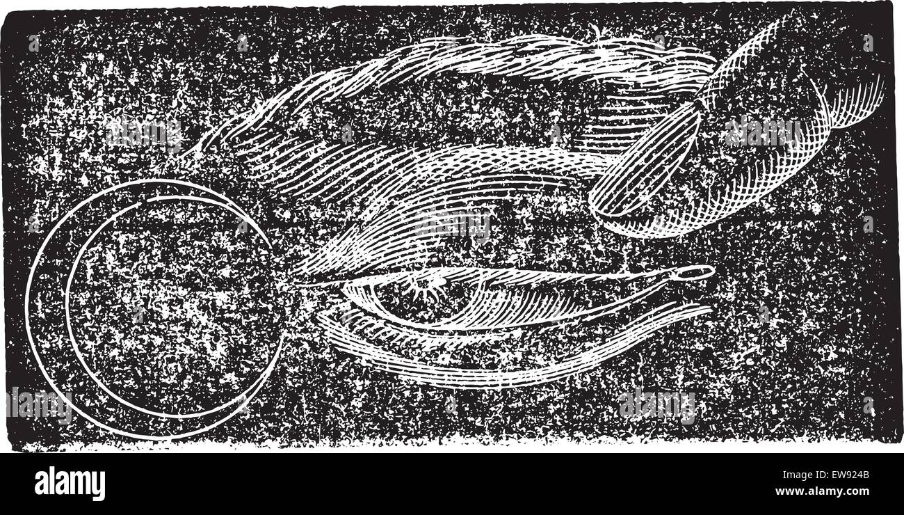 Phosphene nasal, vintage engraved illustration. Usual Medicine ...