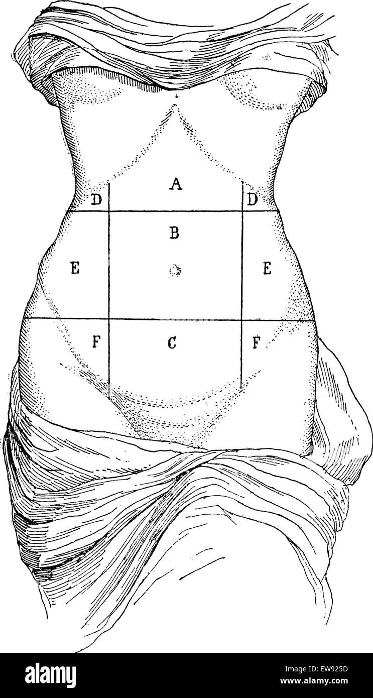Abdomen and its subdivisions, vintage engraved illustration. Magasin ...