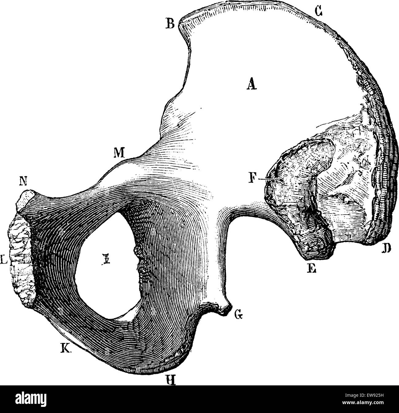 Inner surface of the ilium, vintage engraved illustration. Magasin ...
