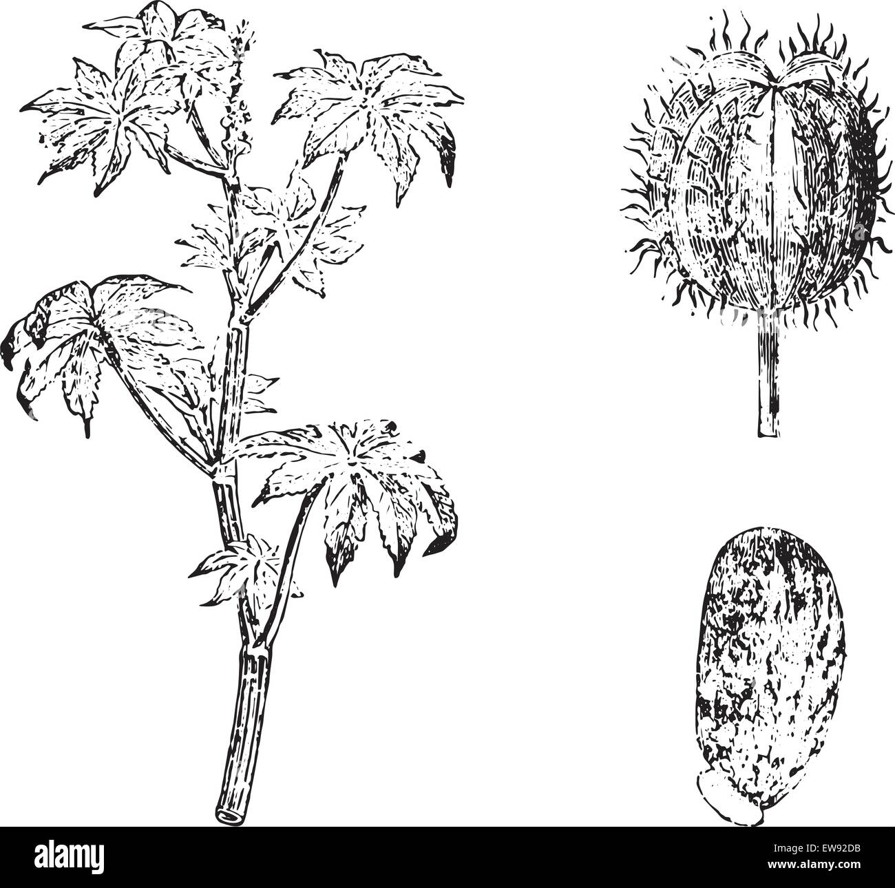 Ricin plant Stock Vector Images - Alamy