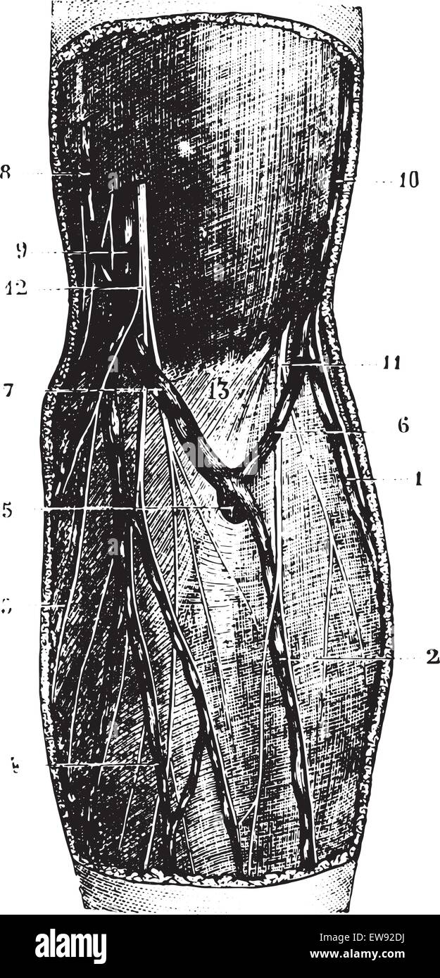 Antecubital Fossa Drawing