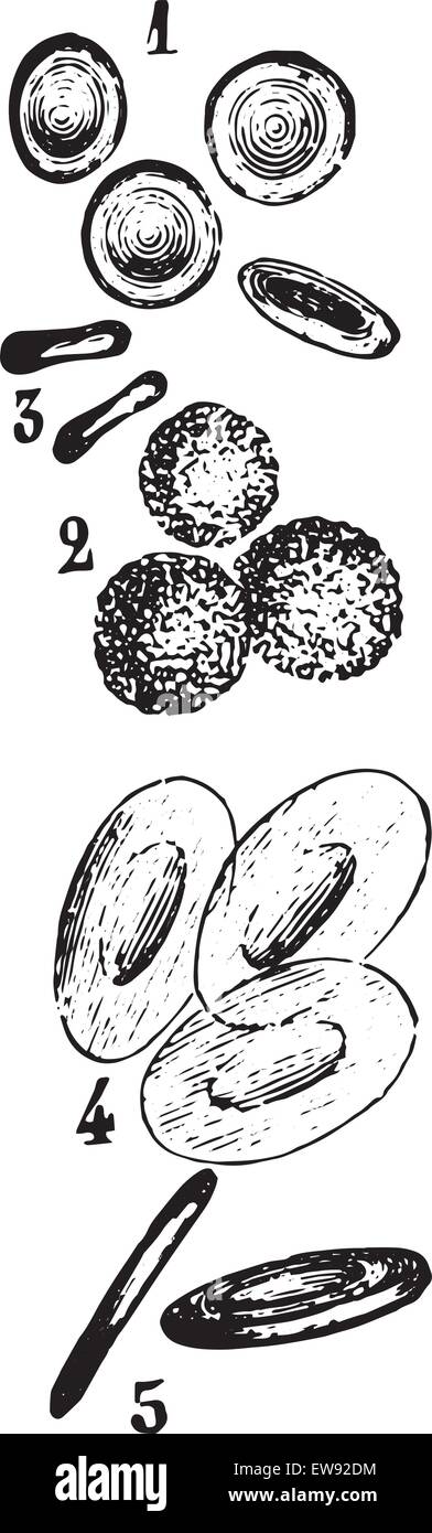 Blood cells, vintage engraved illustration. Usual Medicine Dictionary ...