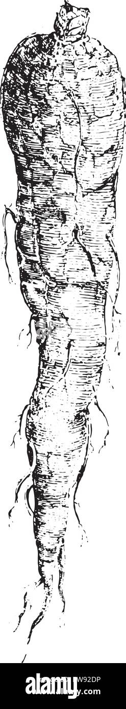 Scammony Stock Vector Images - Alamy