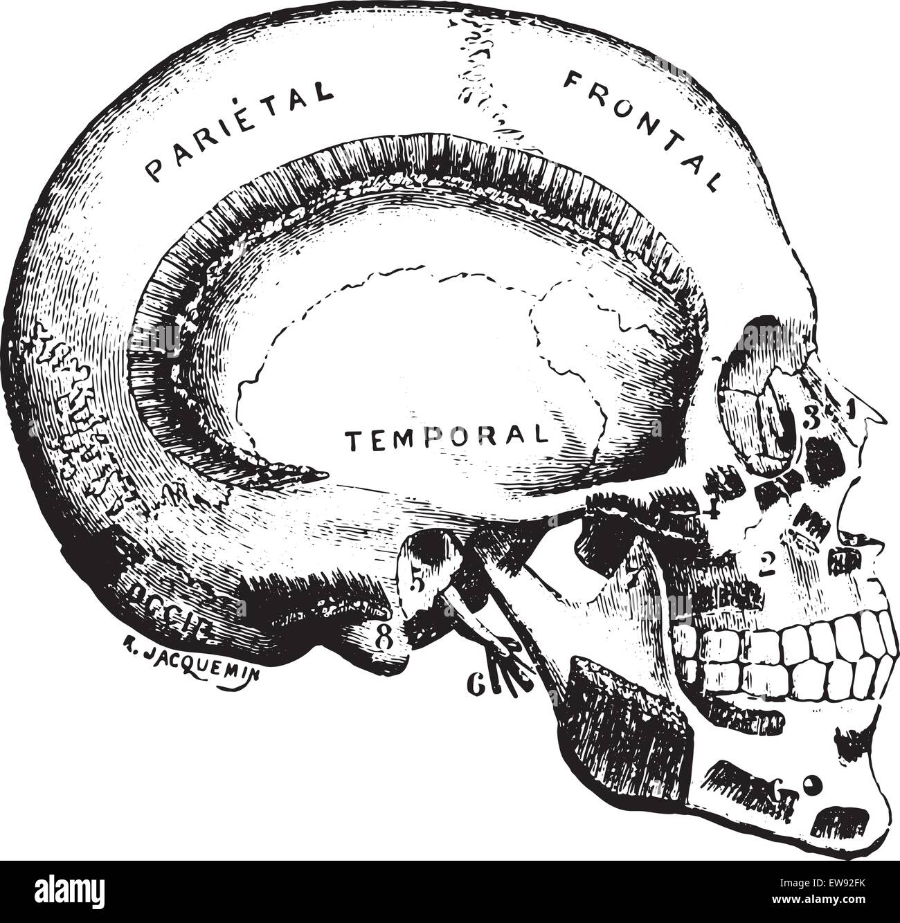 Lateral head region, vintage engraved illustration. Usual Medicine ...
