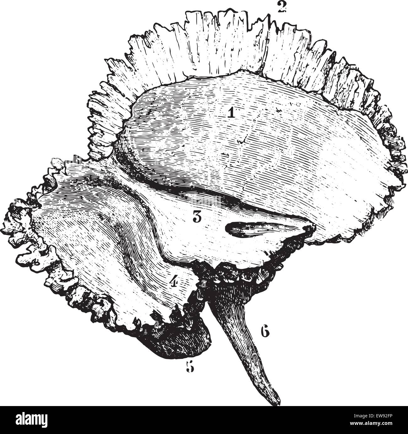 Left temporal bone, vintage engraved illustration. Usual Medicine ...