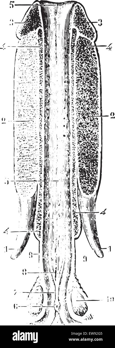 Bulb of urethra hi-res stock photography and images - Alamy