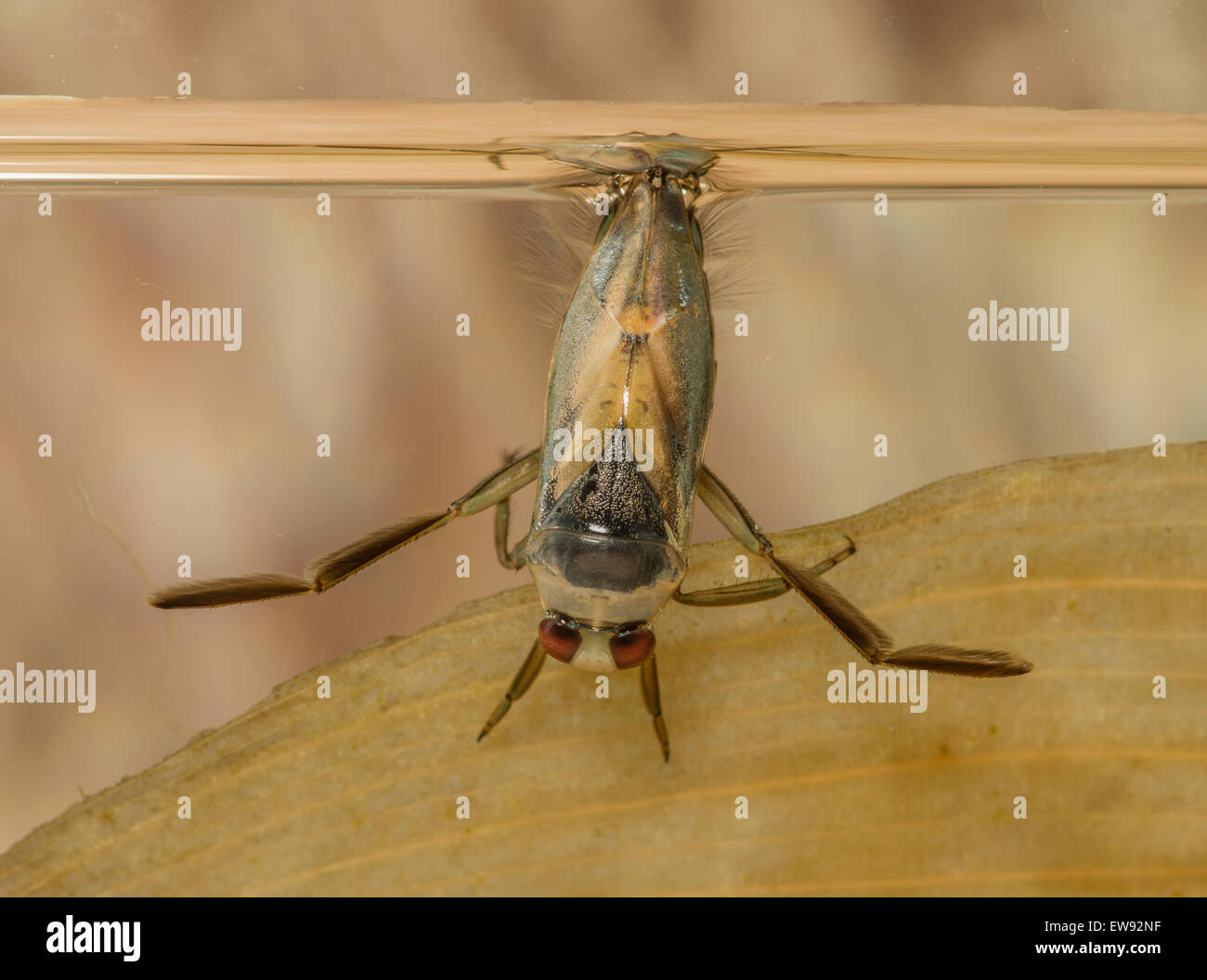 Notonecta glauca Common backswimmer or greater boatman water Stock ...