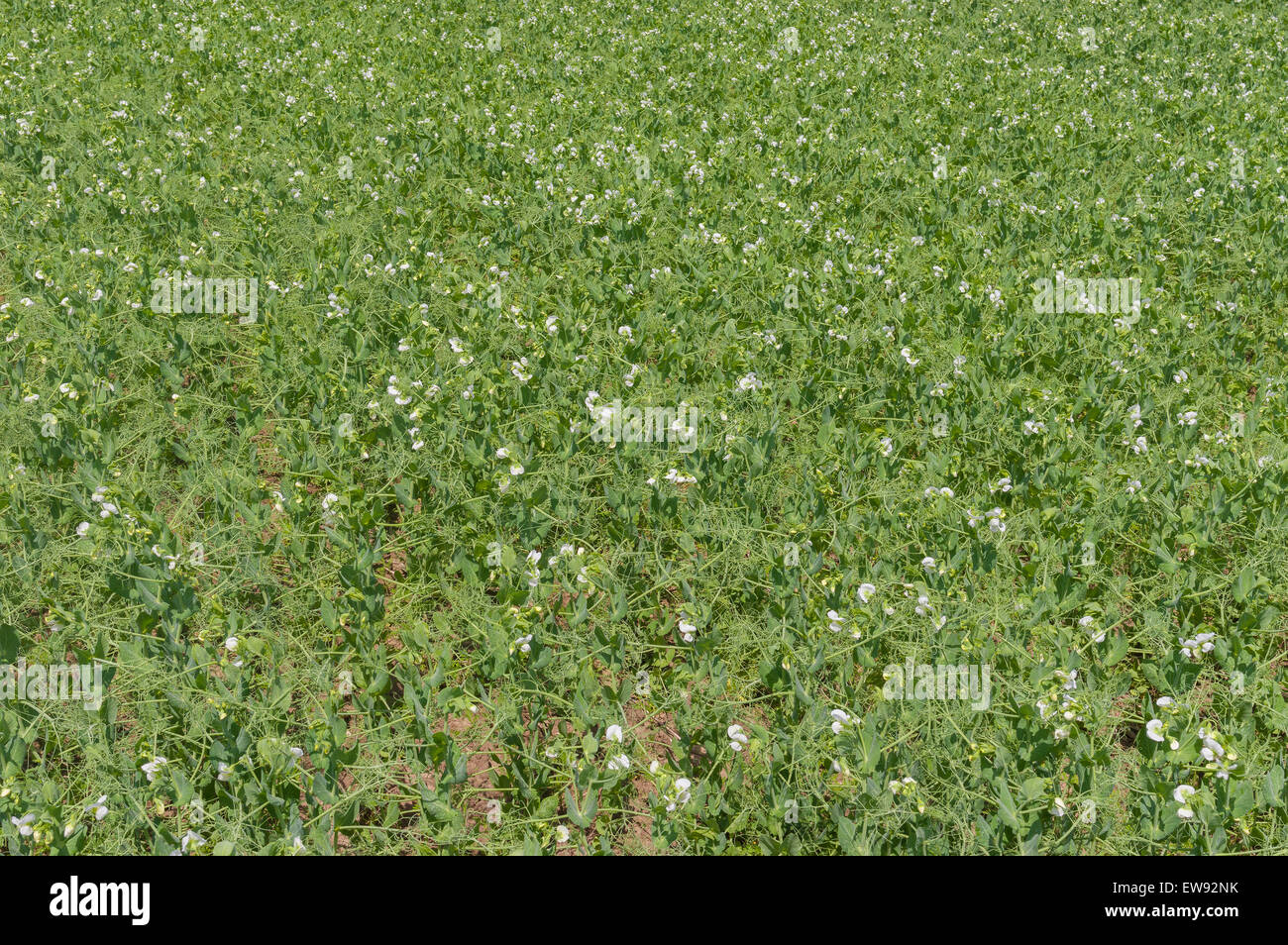 Pea field at flowering time in Ukraine Stock Photo - Alamy