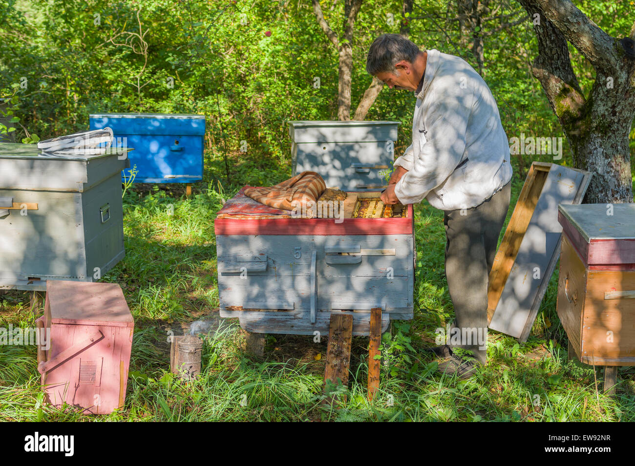 Bee keeper Doing Examination Of His Bee Families Stock Photo Alamy bee-keeper-doing-examination-of-his-bee-families-stock-photo-alamy