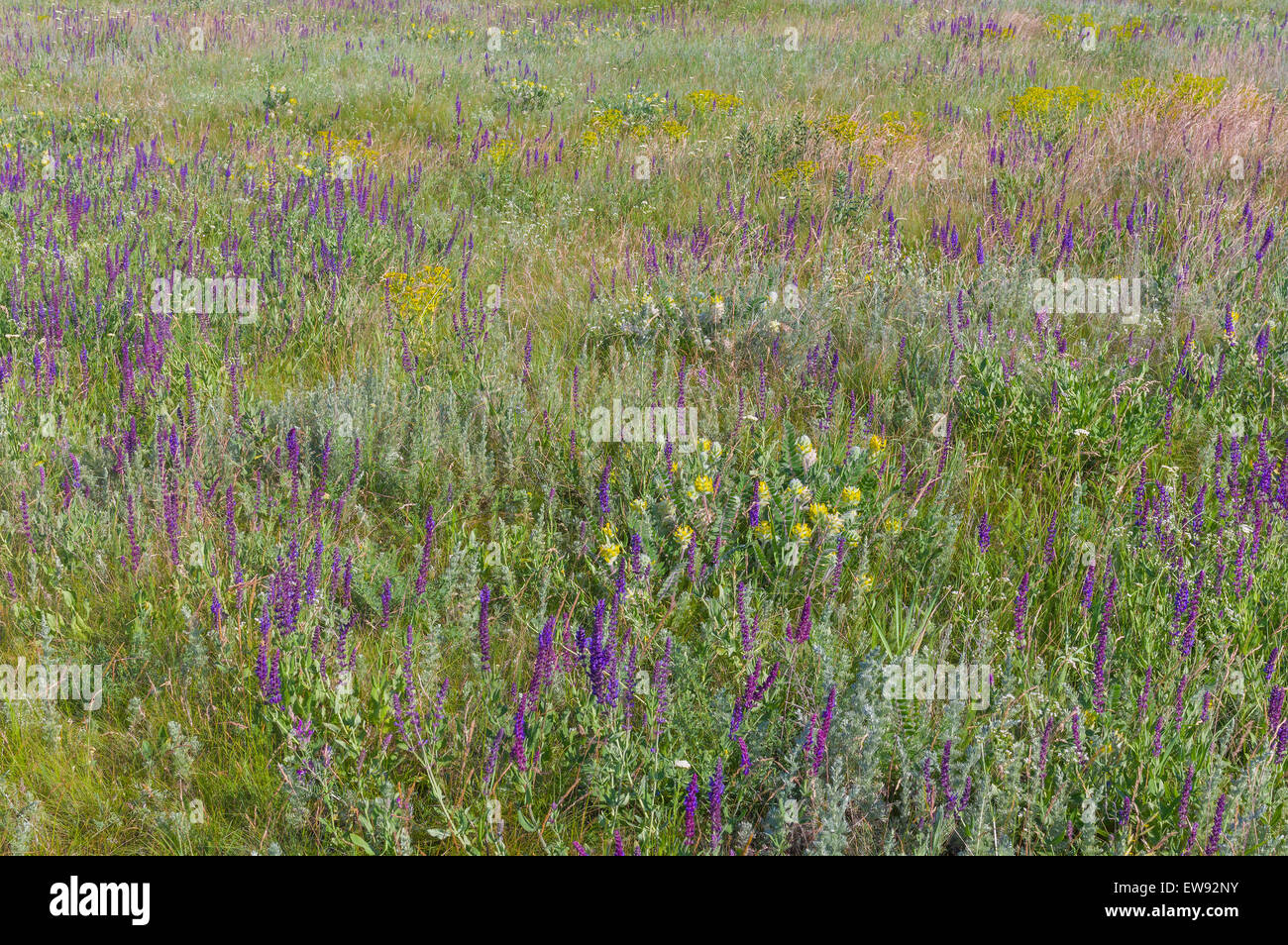 Summer field with wild sage flowers - outdoor natural drugstore Stock ...