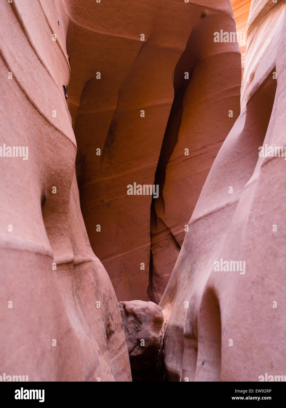 View of the sidewall of Zebra Slot Canyon, along Harris Wash, Grand ...