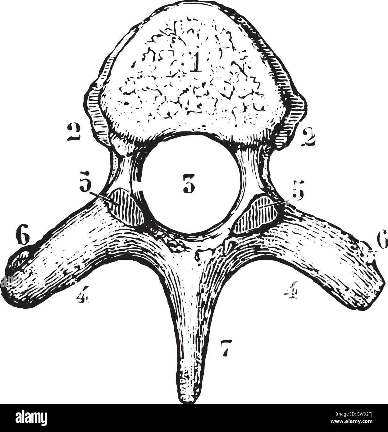 Thoracic vertebrae or Dorsal vertebrae, upper side view, vintage ...