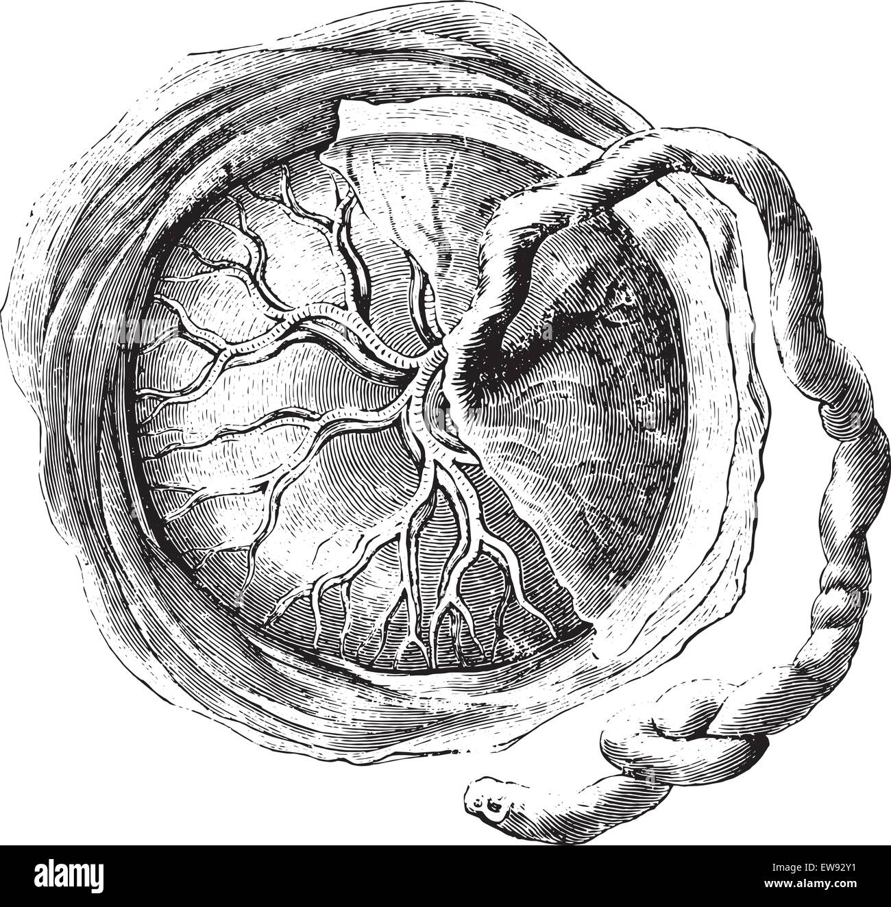 With placenta Stock Vector Images - Alamy