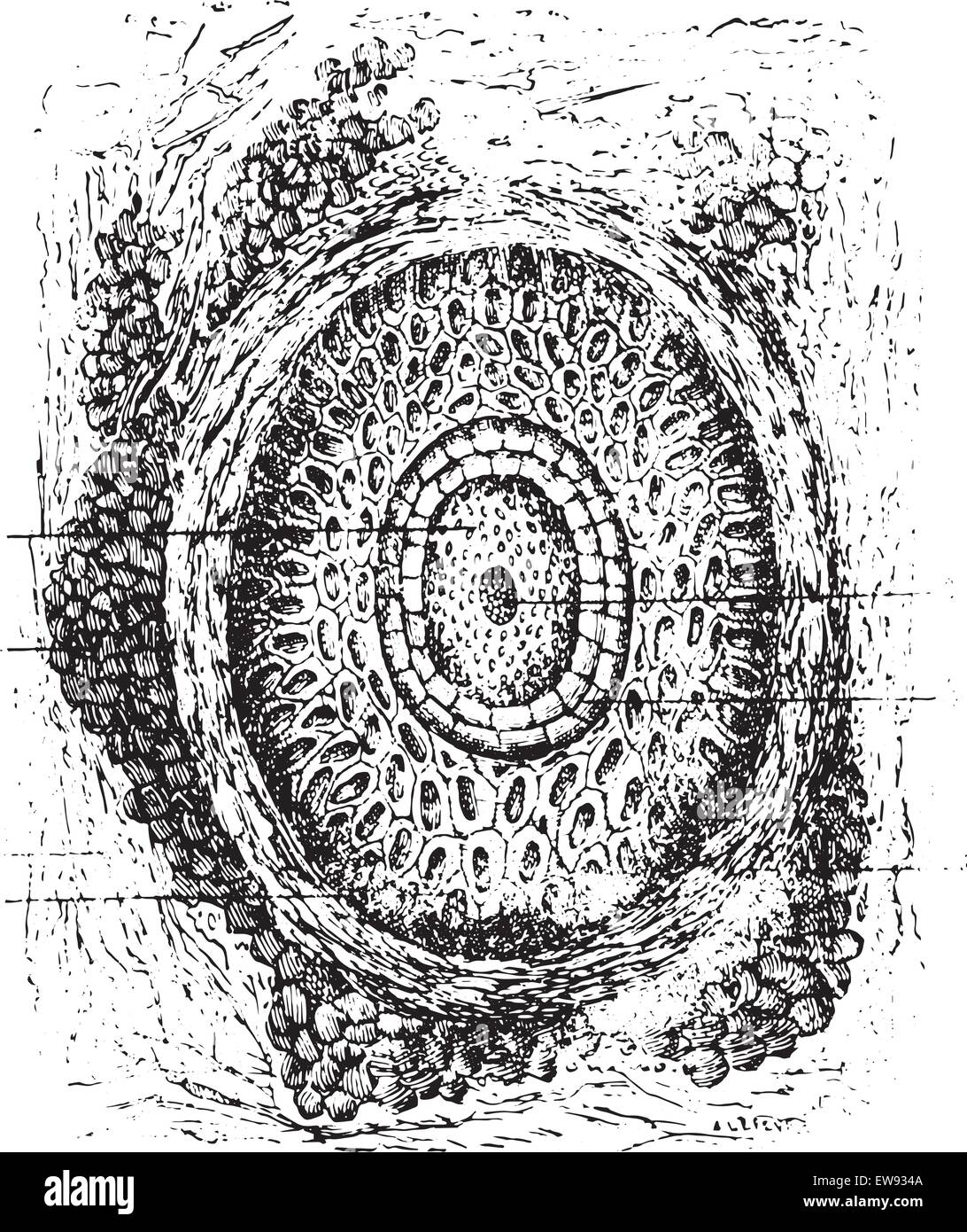 Section of a cilium and its hair follicles, vintage engraved ...