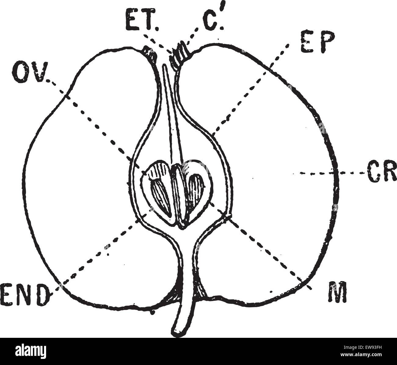 Apple vertical section, vintage engraved illustration. Dictionary of ...
