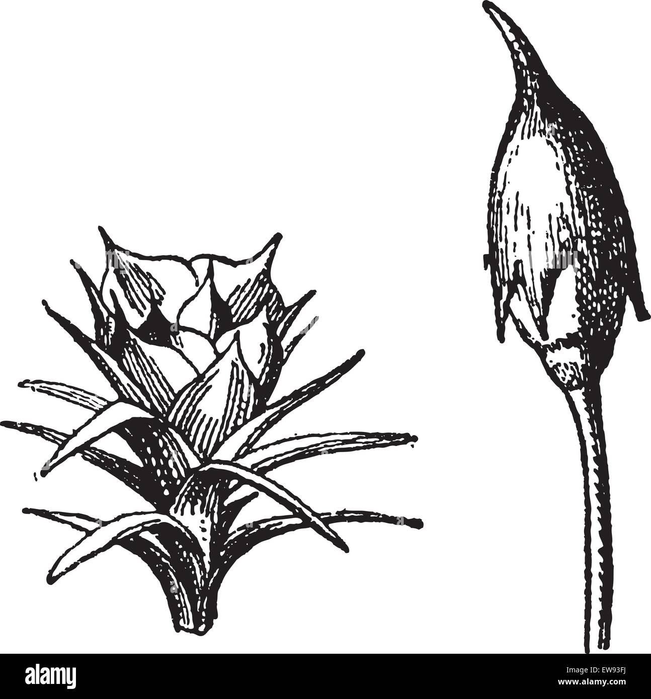 Male flower. Female flower. Polytrichum or haircap moss or hair moss ...