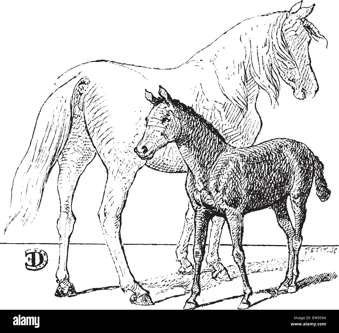 Foal, vintage engraved illustration. Dictionary of words and things ...