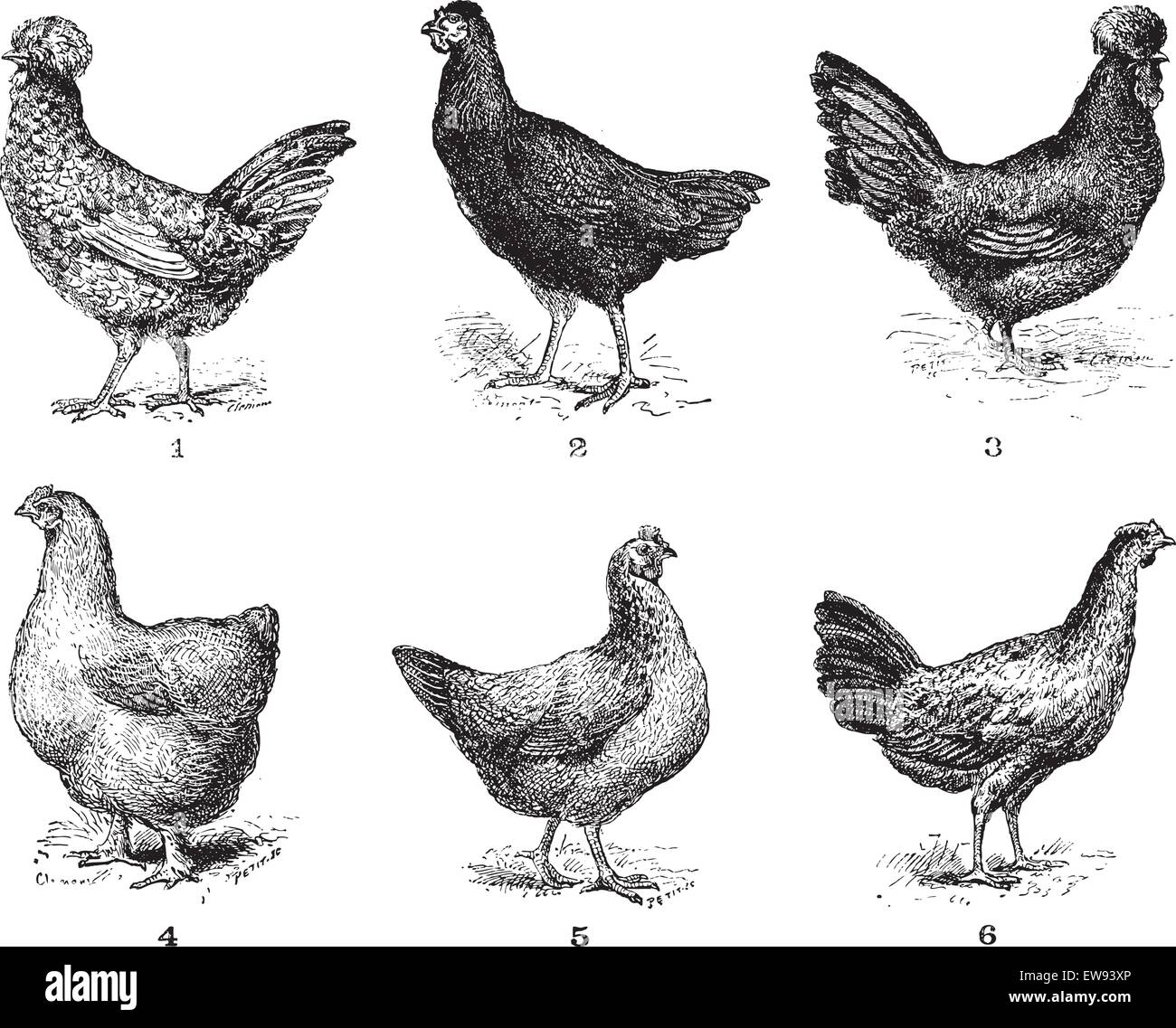 Old breed chicken Stock Vector Images - Alamy