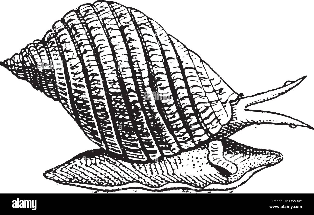 Periwinkle vector vectors hi-res stock photography and images - Alamy