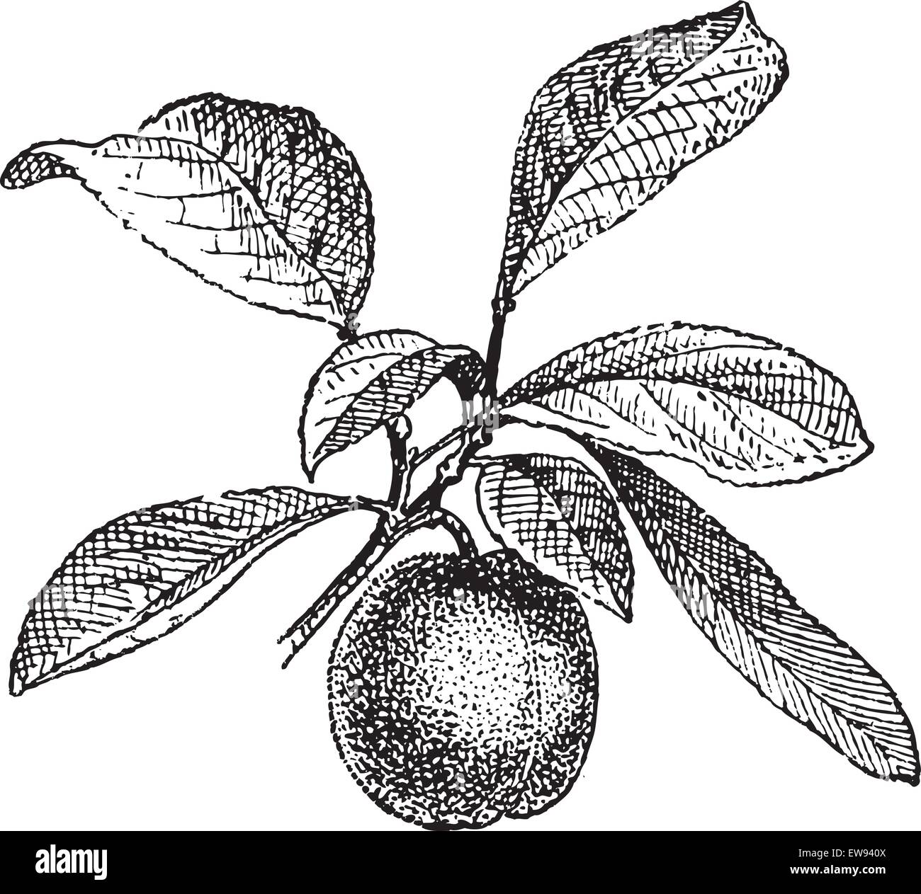 Plum, vintage engraved illustration. Dictionary of words and things ...