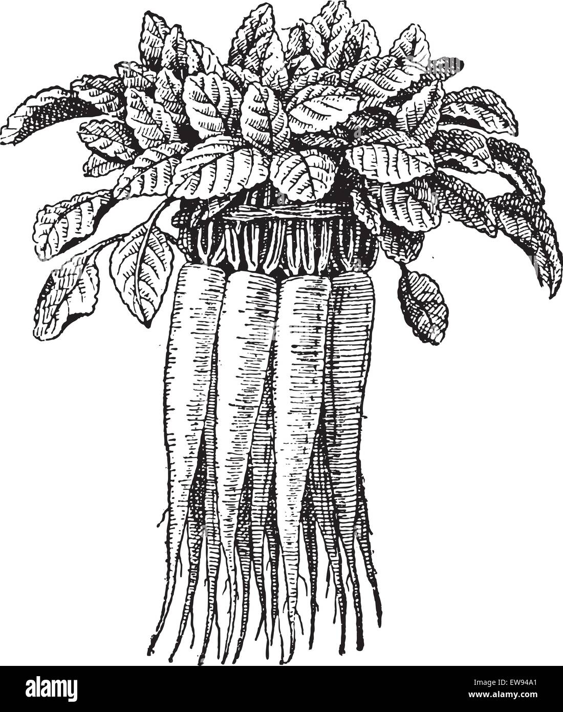 Old engraved illustration of Campanula rapunculus or Rampion Bellflower ...