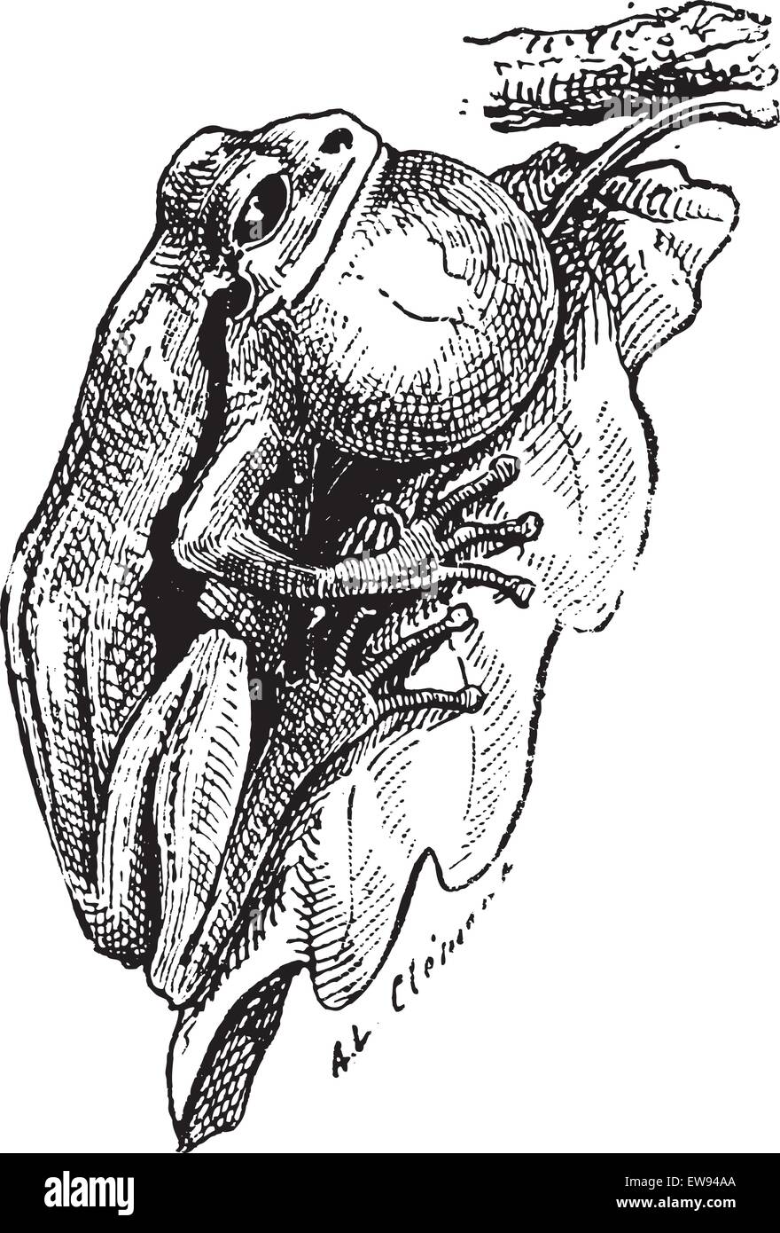 Frog, attached to a tree leaf, vintage engraved illustration ...