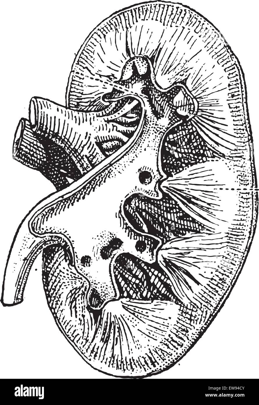 Human Kidney Drawing