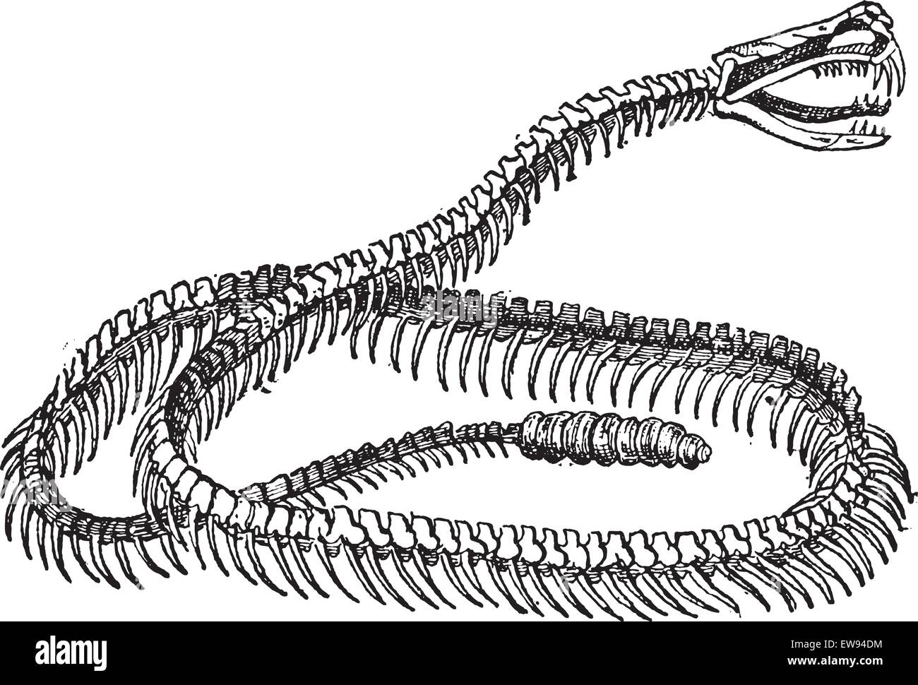 Rattlesnake skeleton High Resolution Stock Photography and Images - Alamy