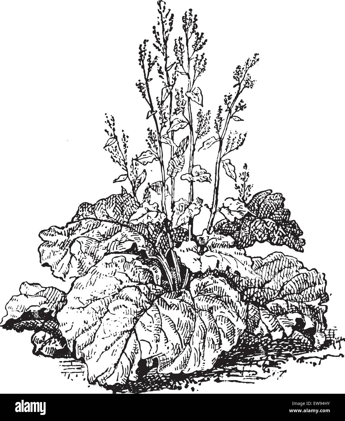 Rhubarb plant drawing hi-res stock photography and images - Alamy