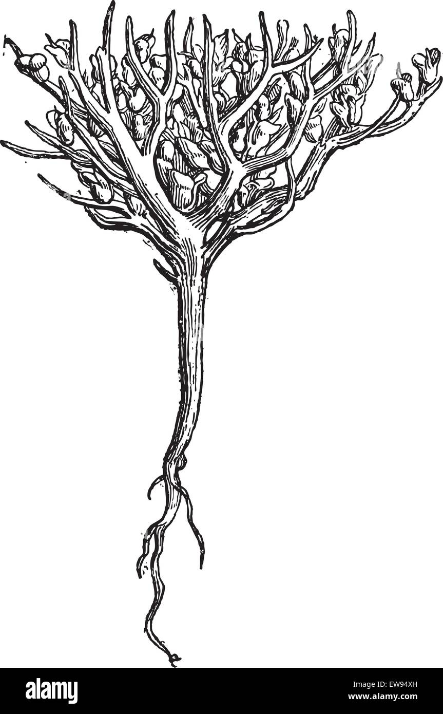 Resurrection plant the rose of jericho Stock Vector Images - Alamy