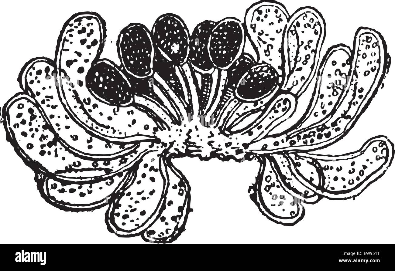 Rose rust, vintage engraved illustration. Dictionary of words and ...