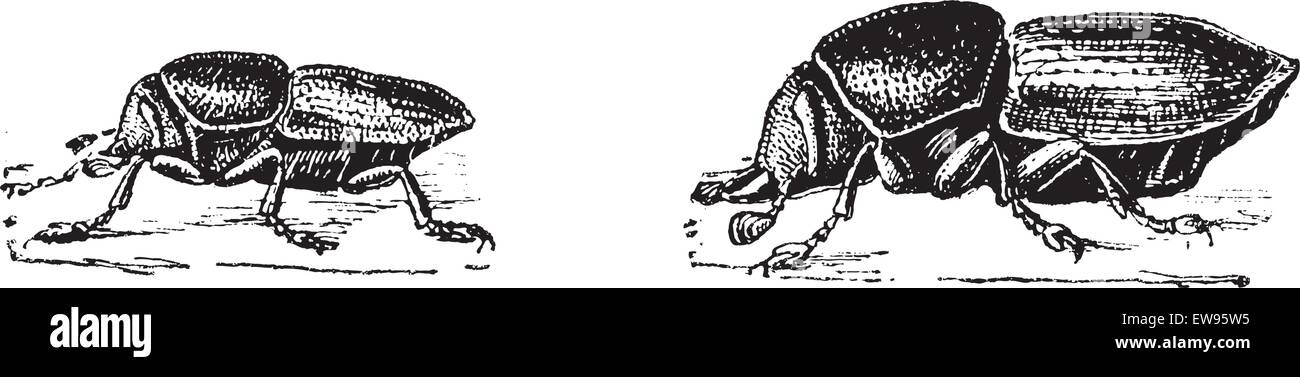 Pygmy beetle, beetle scrambles, vintage engraved illustration ...