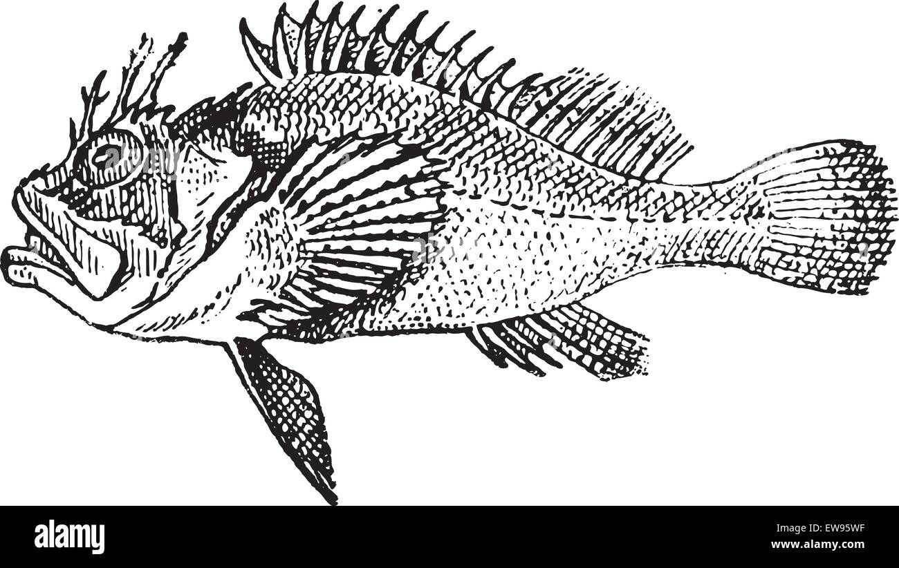 Stonefish Stock Vector Images - Alamy