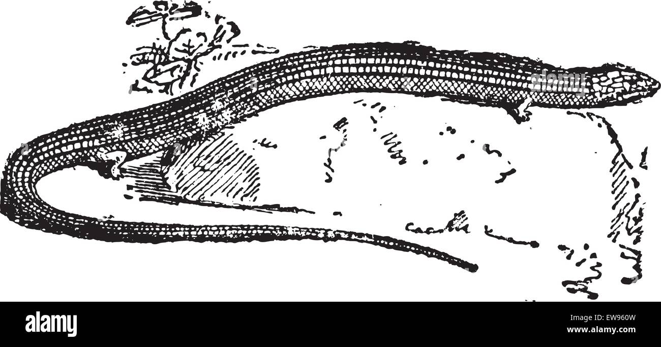 Seps, a snake from medieval bestiaries, vintage engraved illustration ...