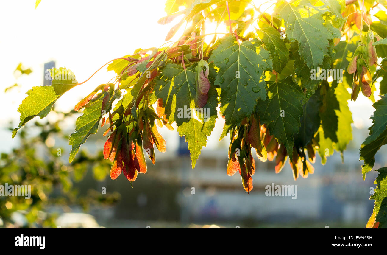 Silver maple transparent hi-res stock photography and images - Alamy