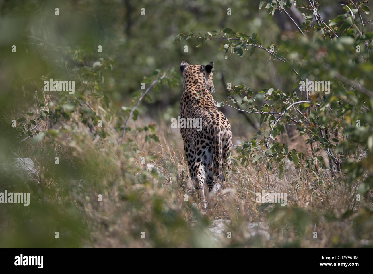 Leopard in the bush hi-res stock photography and images - Alamy