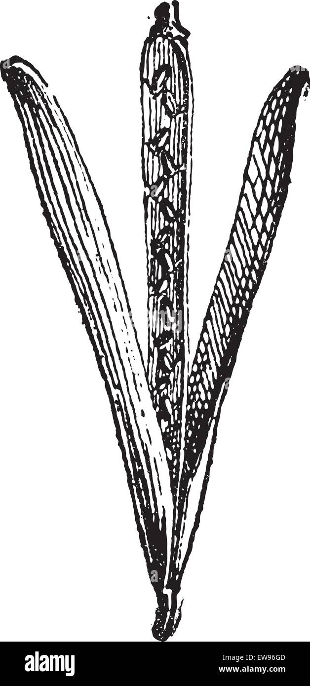 Silique hi-res stock photography and images - Alamy