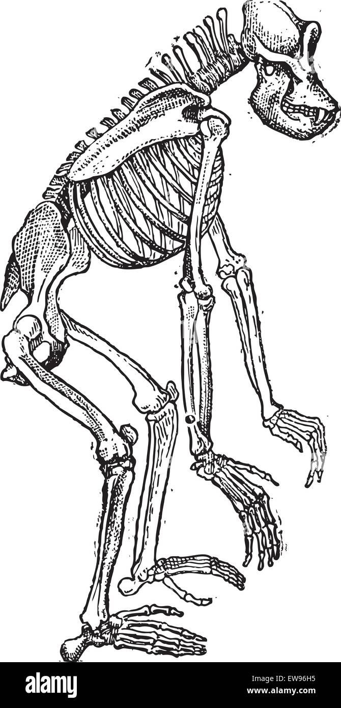 Gorilla Skeleton Stock Photos & Gorilla Skeleton Stock Images - Alamy
